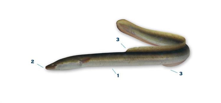 Aal of paling - Vissoorten - Vis & water - Sportvisserij Nederland
