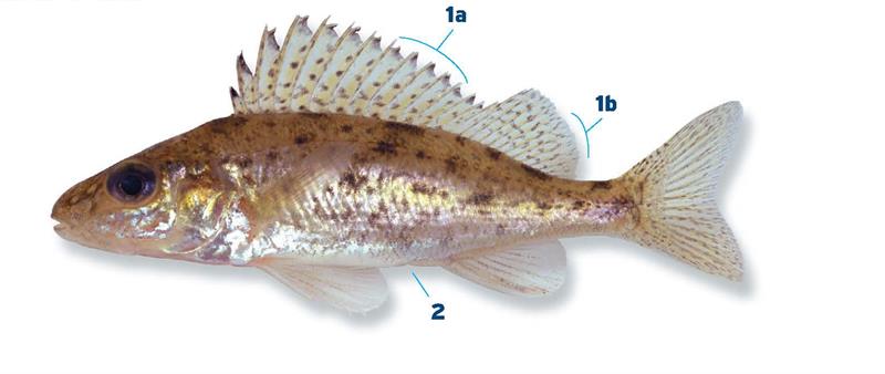 Pos - Vissoorten - Vis & water - Sportvisserij Nederland