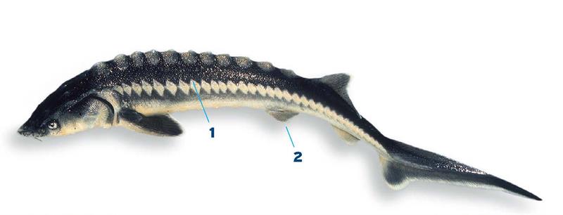 Russische steur - Vissoorten - Vis & water - Sportvisserij Nederland